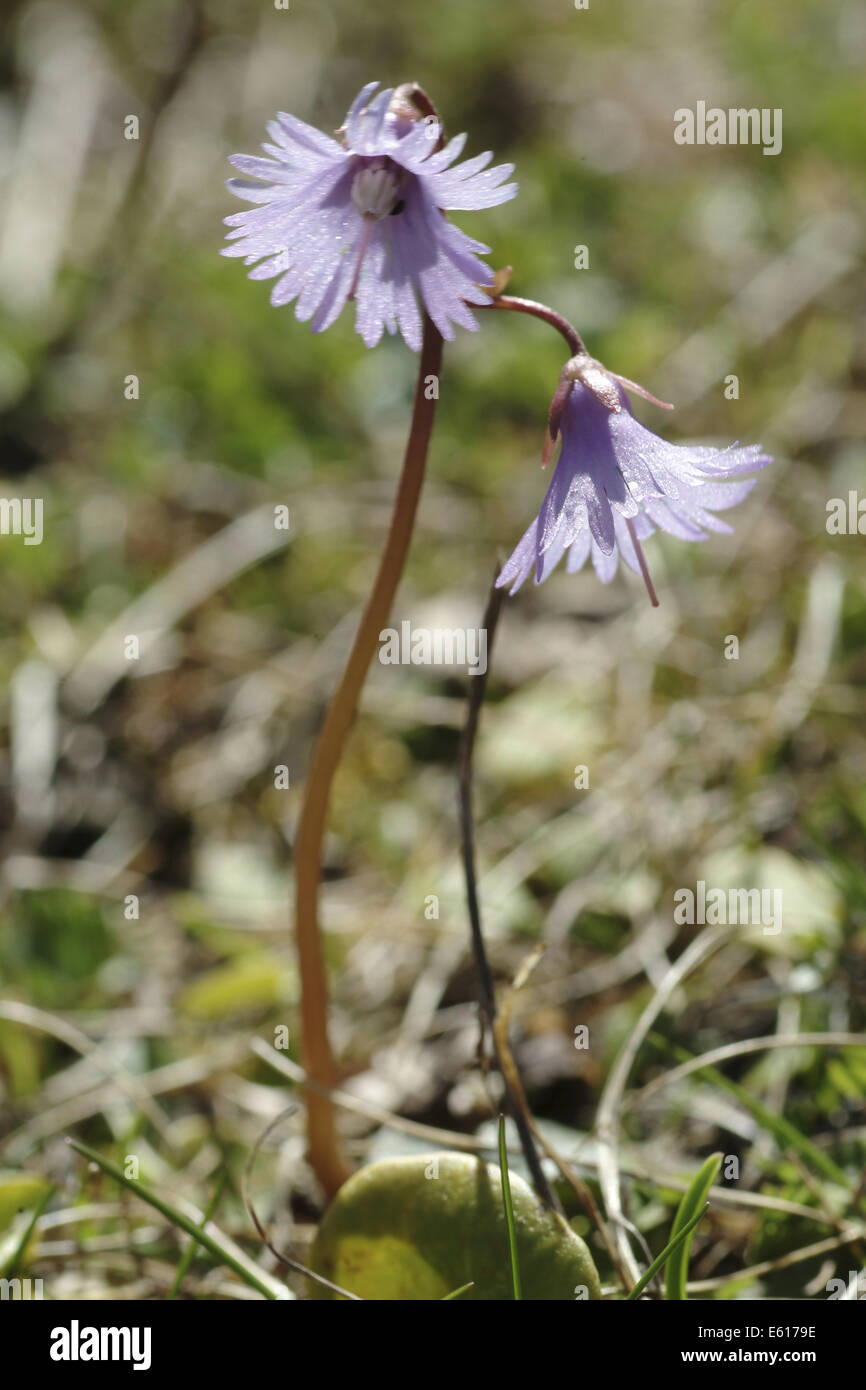 alpine snowbell, soldanella alpina Stock Photo - Alamy