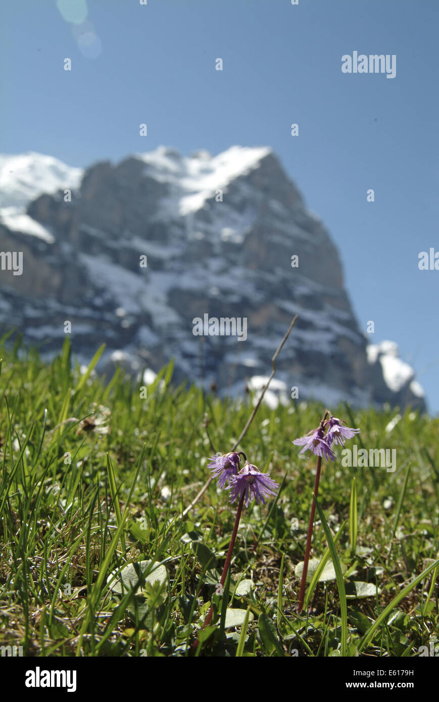 alpine snowbell, soldanella alpina Stock Photo - Alamy
