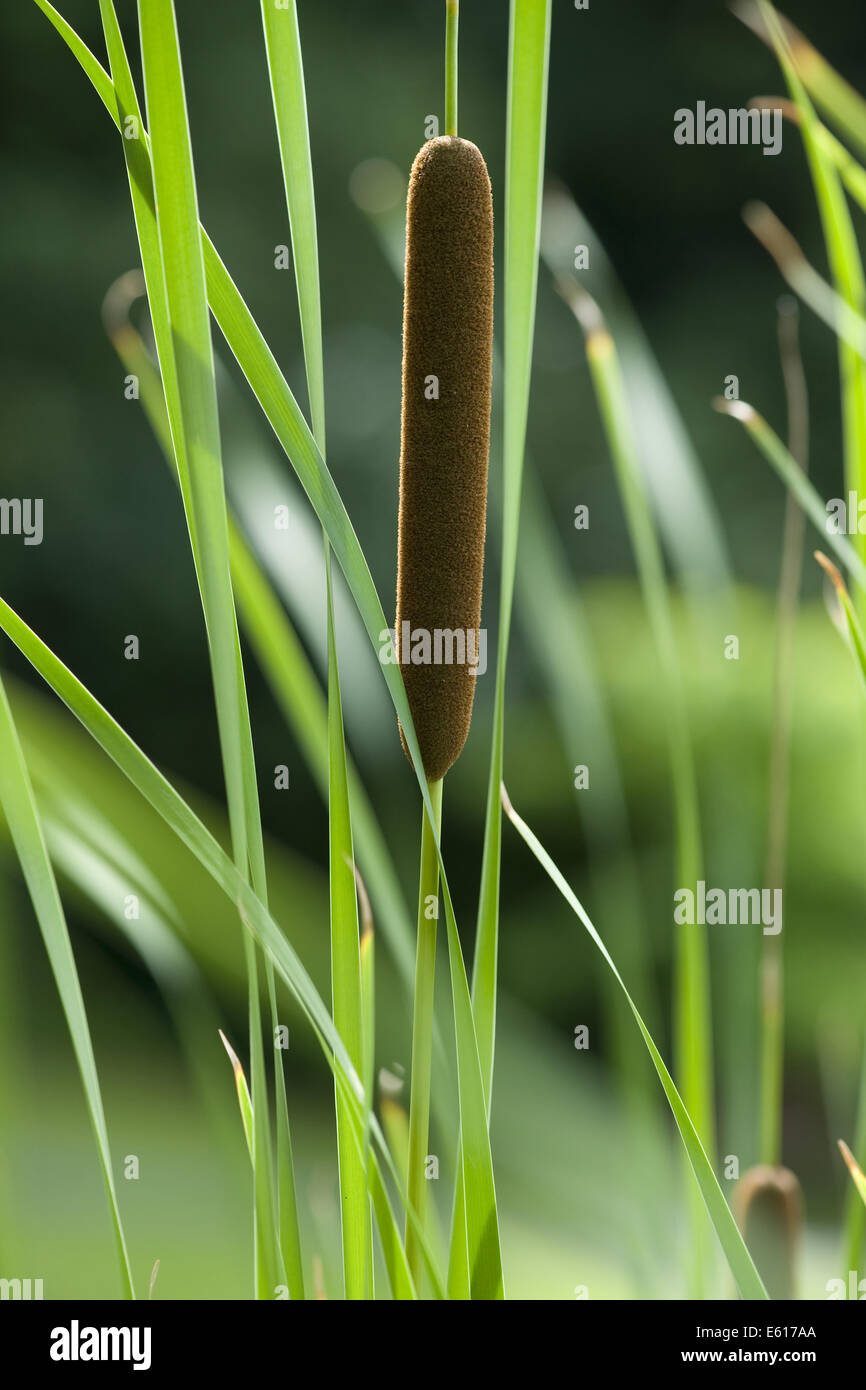 Bulrush flower hi-res stock photography and images - Alamy