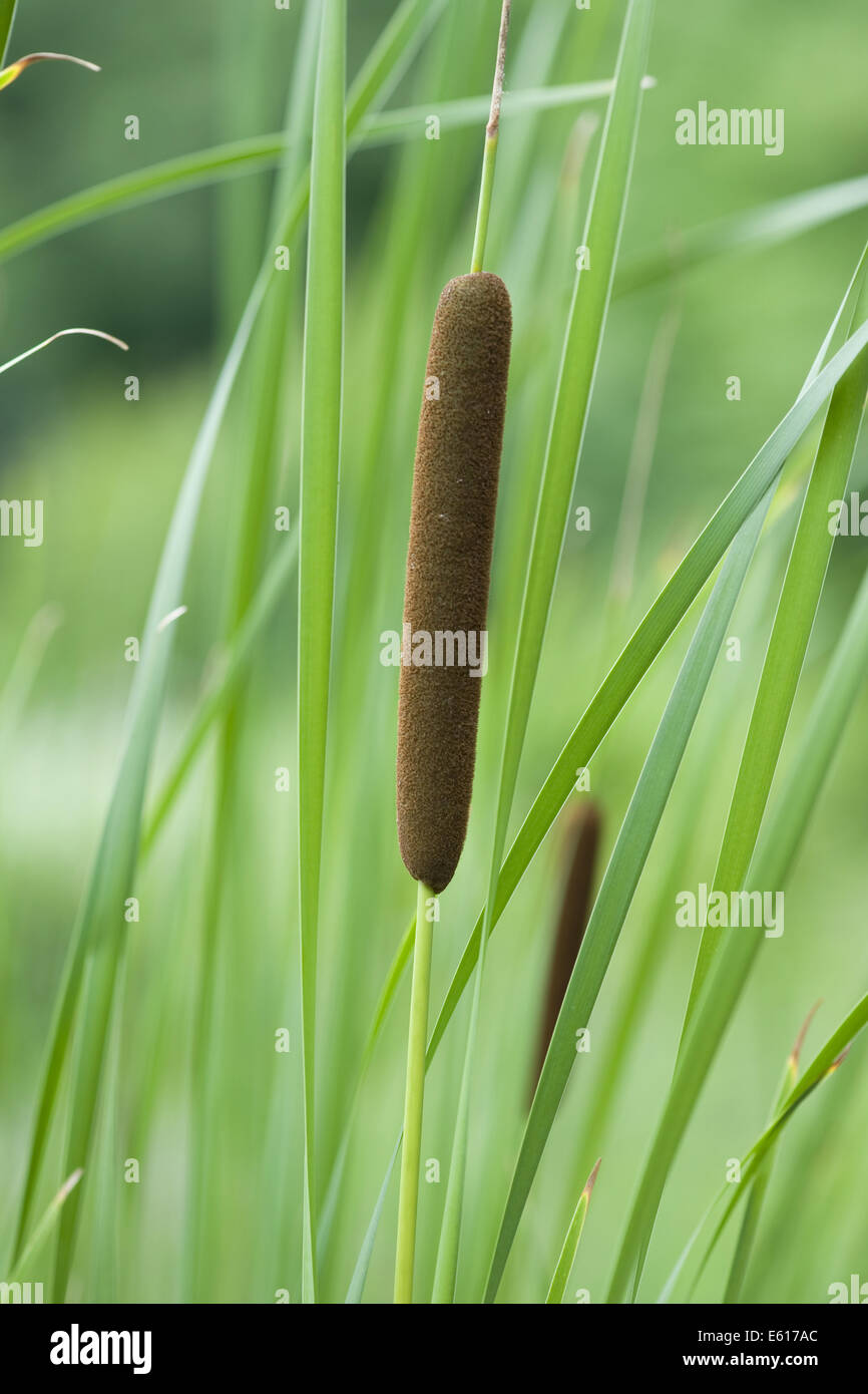 lesser bulrush, typha angustifolia Stock Photo - Alamy