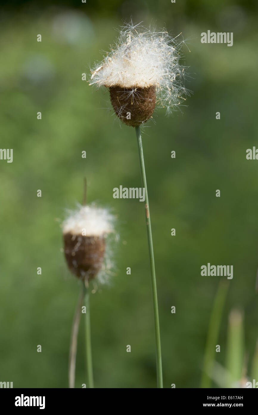 dwarf bulrush, typha minima Stock Photo - Alamy