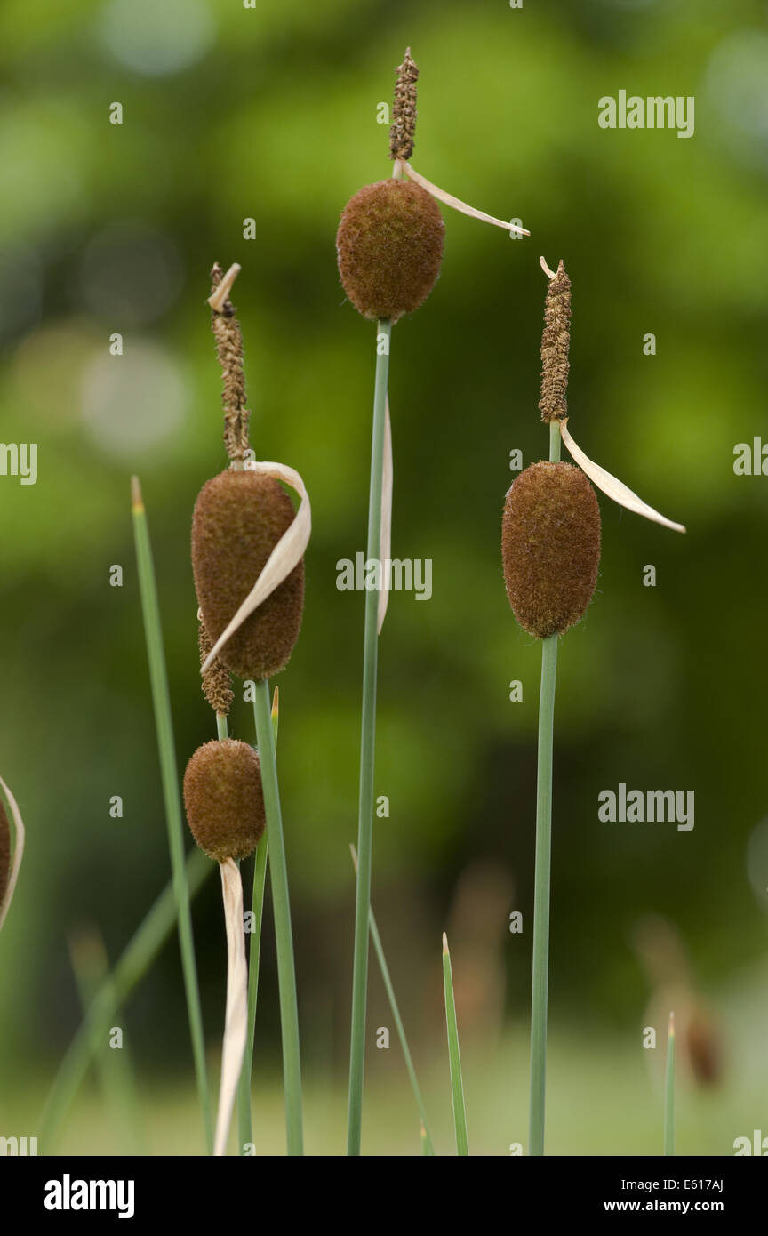 dwarf bulrush, typha minima Stock Photo - Alamy