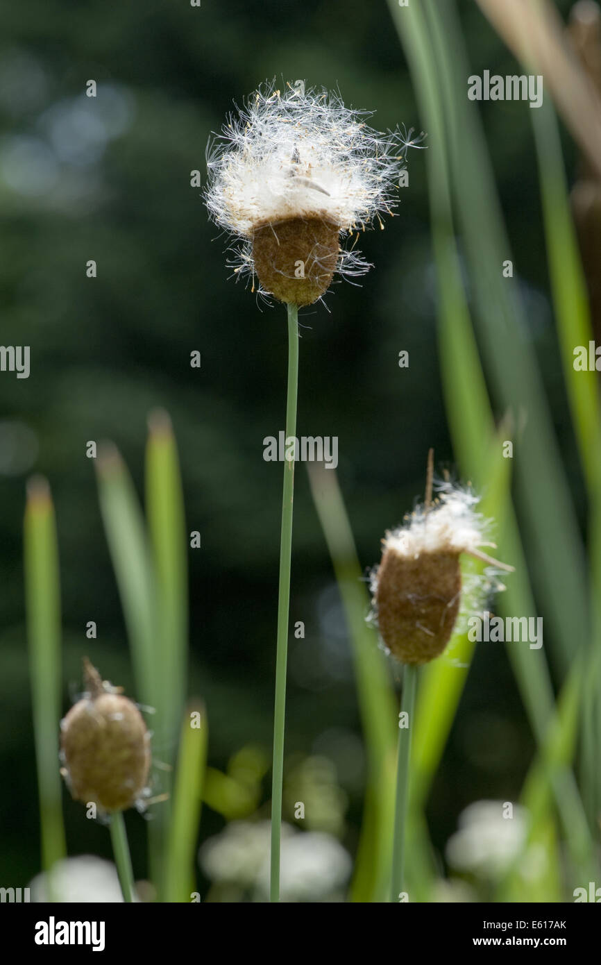 dwarf bulrush, typha minima Stock Photo - Alamy