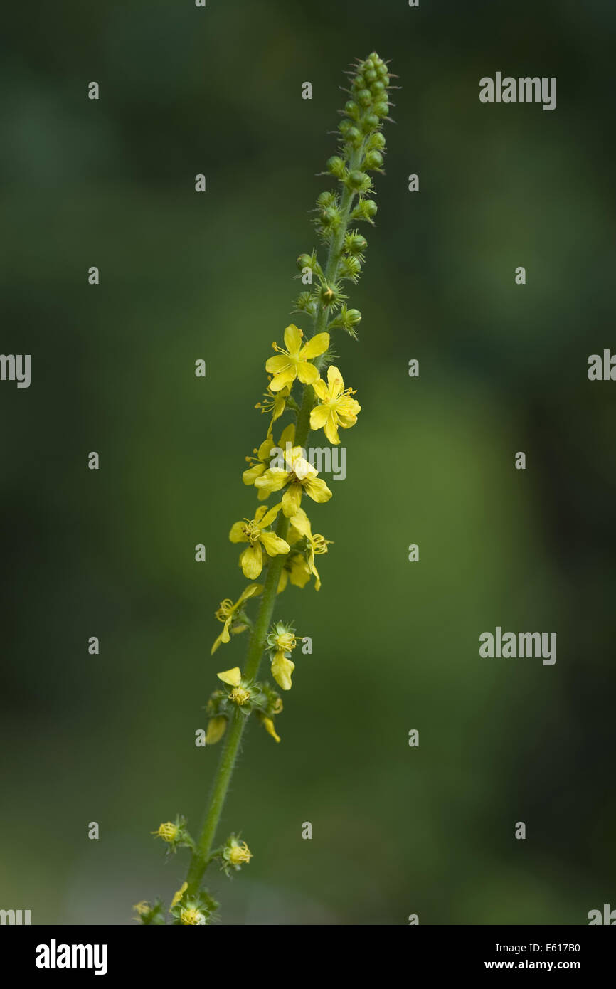 common agrimony, agrimonia eupatoria Stock Photo - Alamy