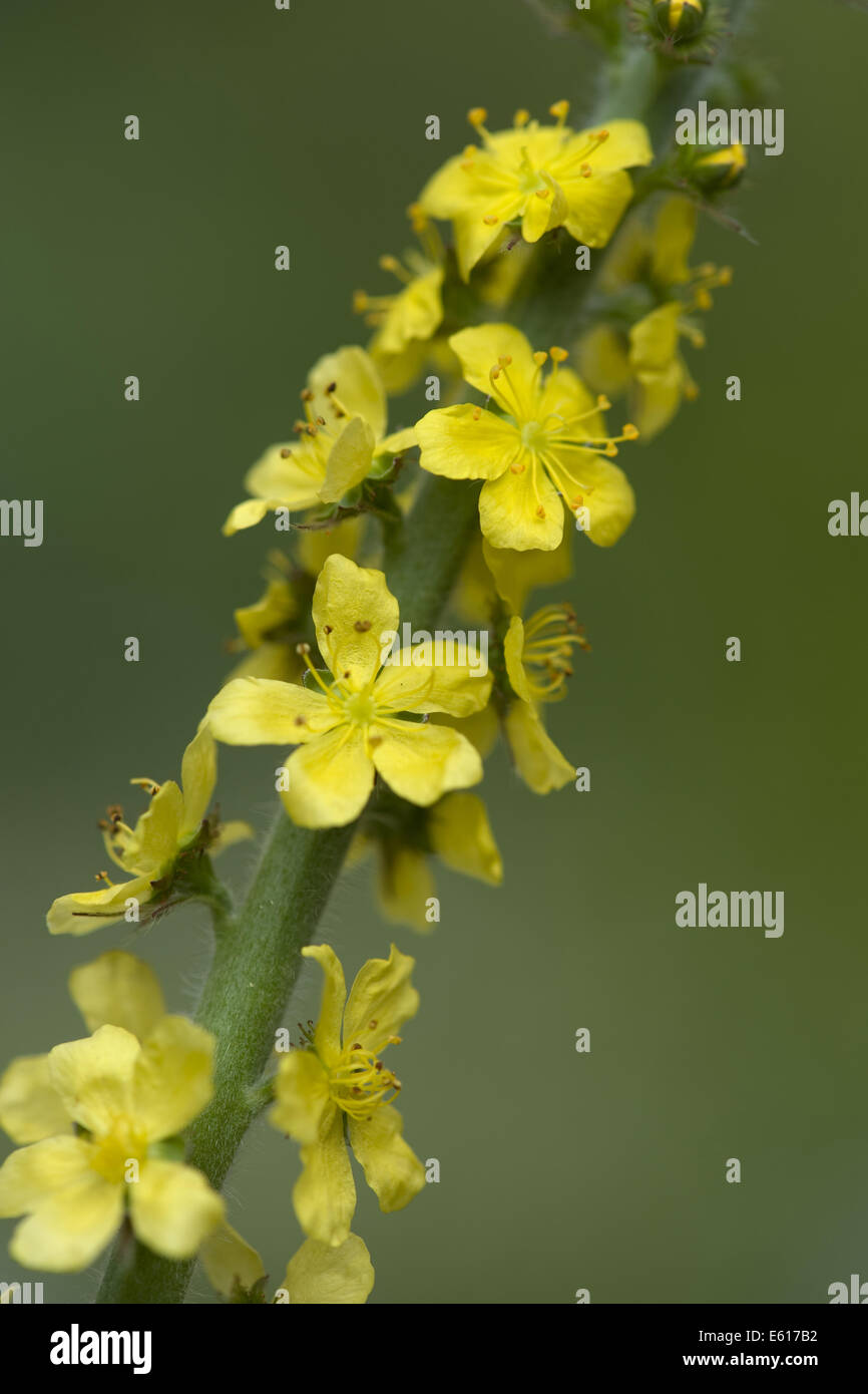 common agrimony, agrimonia eupatoria Stock Photo - Alamy
