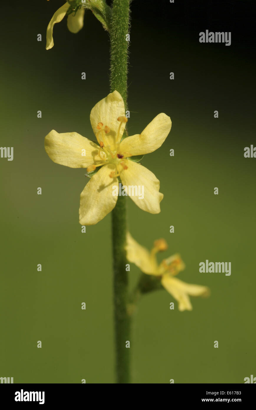 common agrimony, agrimonia eupatoria Stock Photo - Alamy