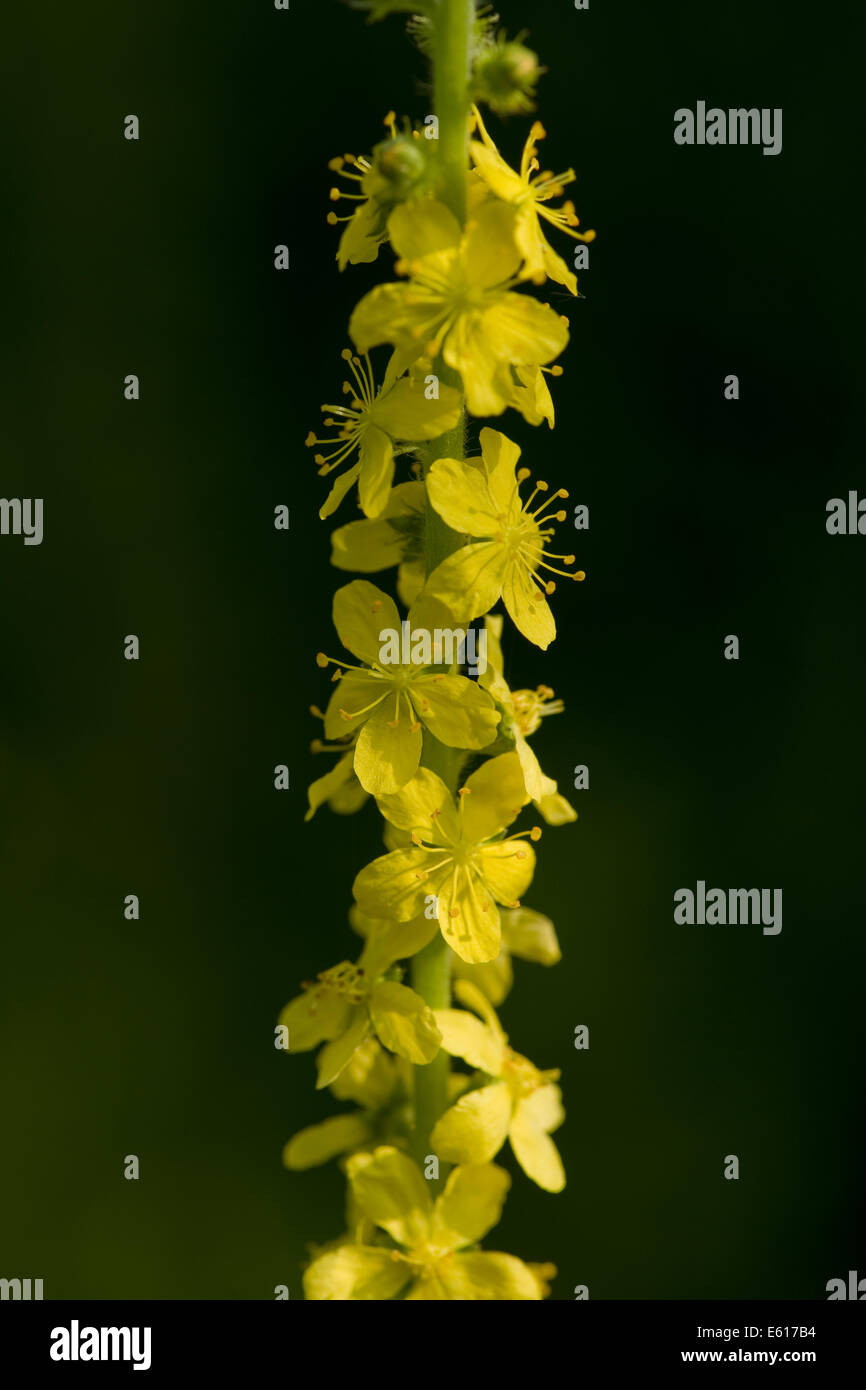 common agrimony, agrimonia eupatoria Stock Photo - Alamy