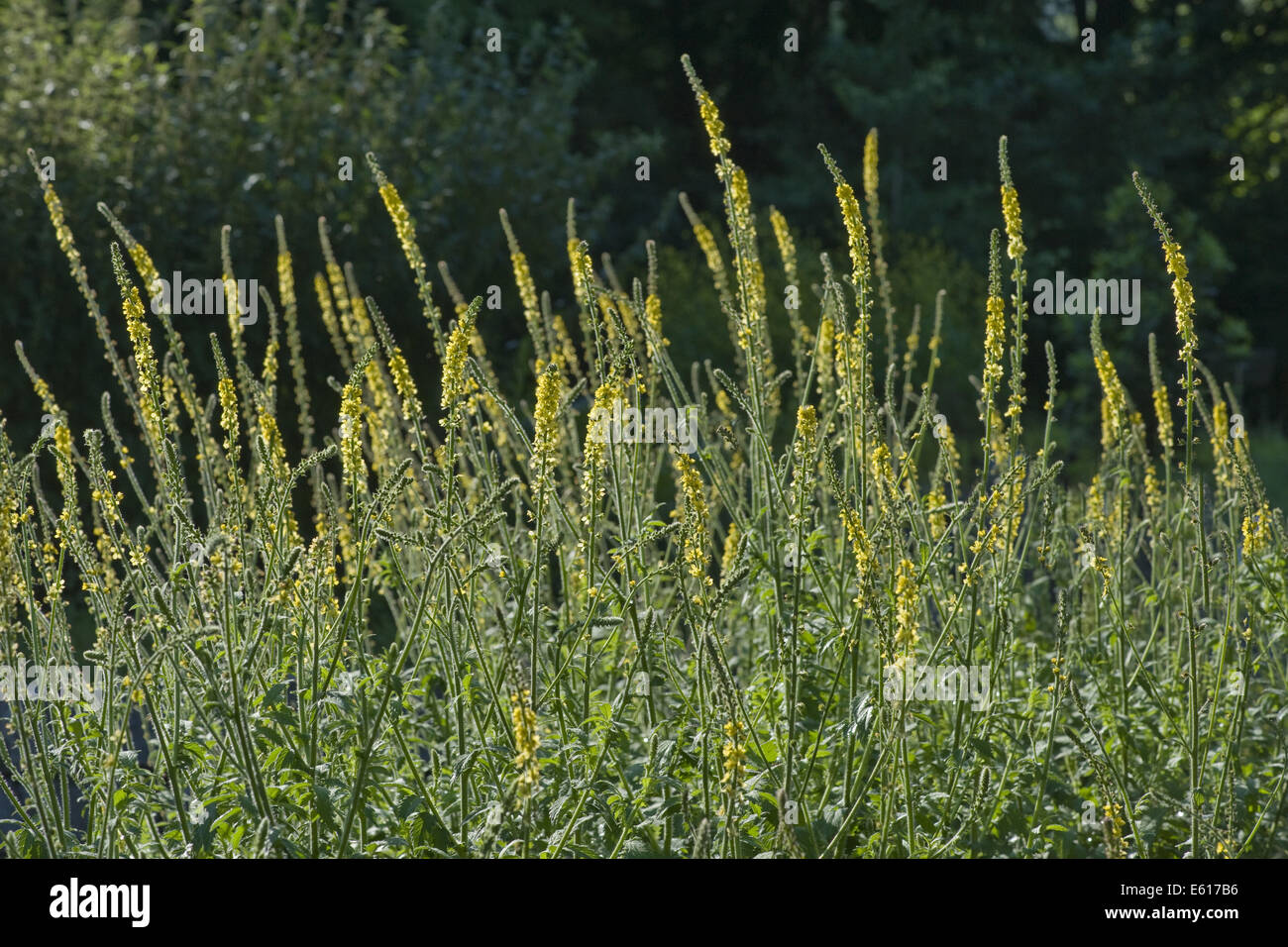 common agrimony, agrimonia eupatoria Stock Photo - Alamy