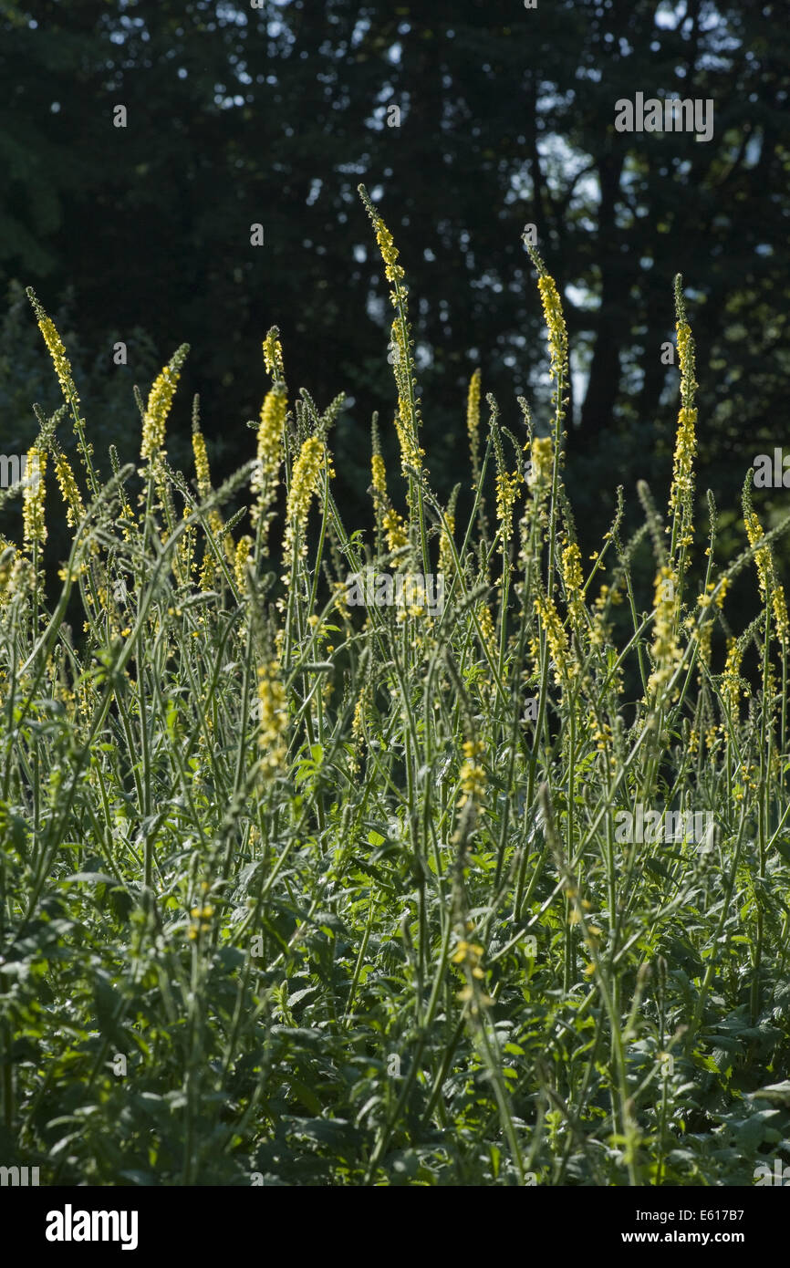 Common agrimonies hi-res stock photography and images - Alamy