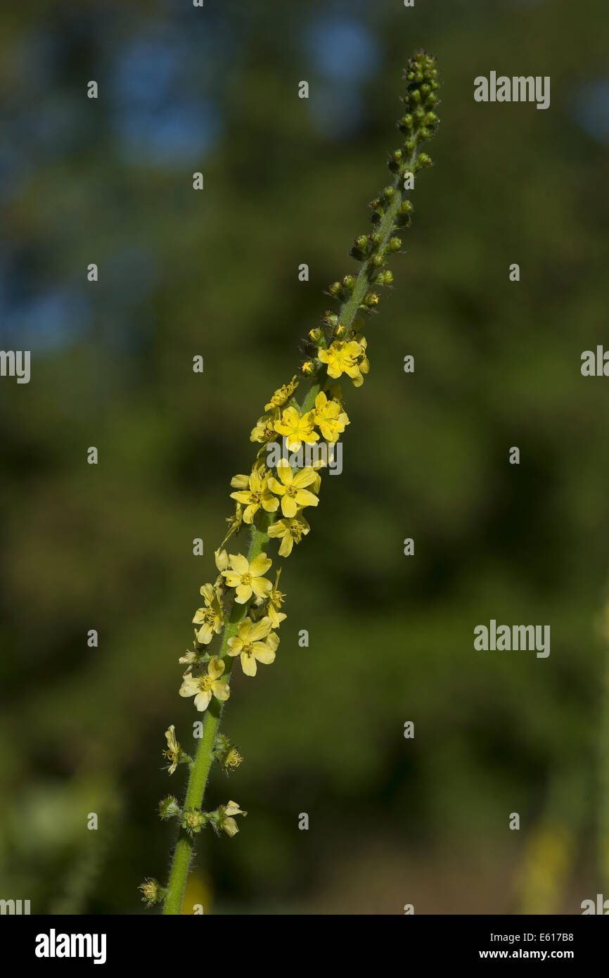 Common agrimony medicinal plant flower hi-res stock photography and ...