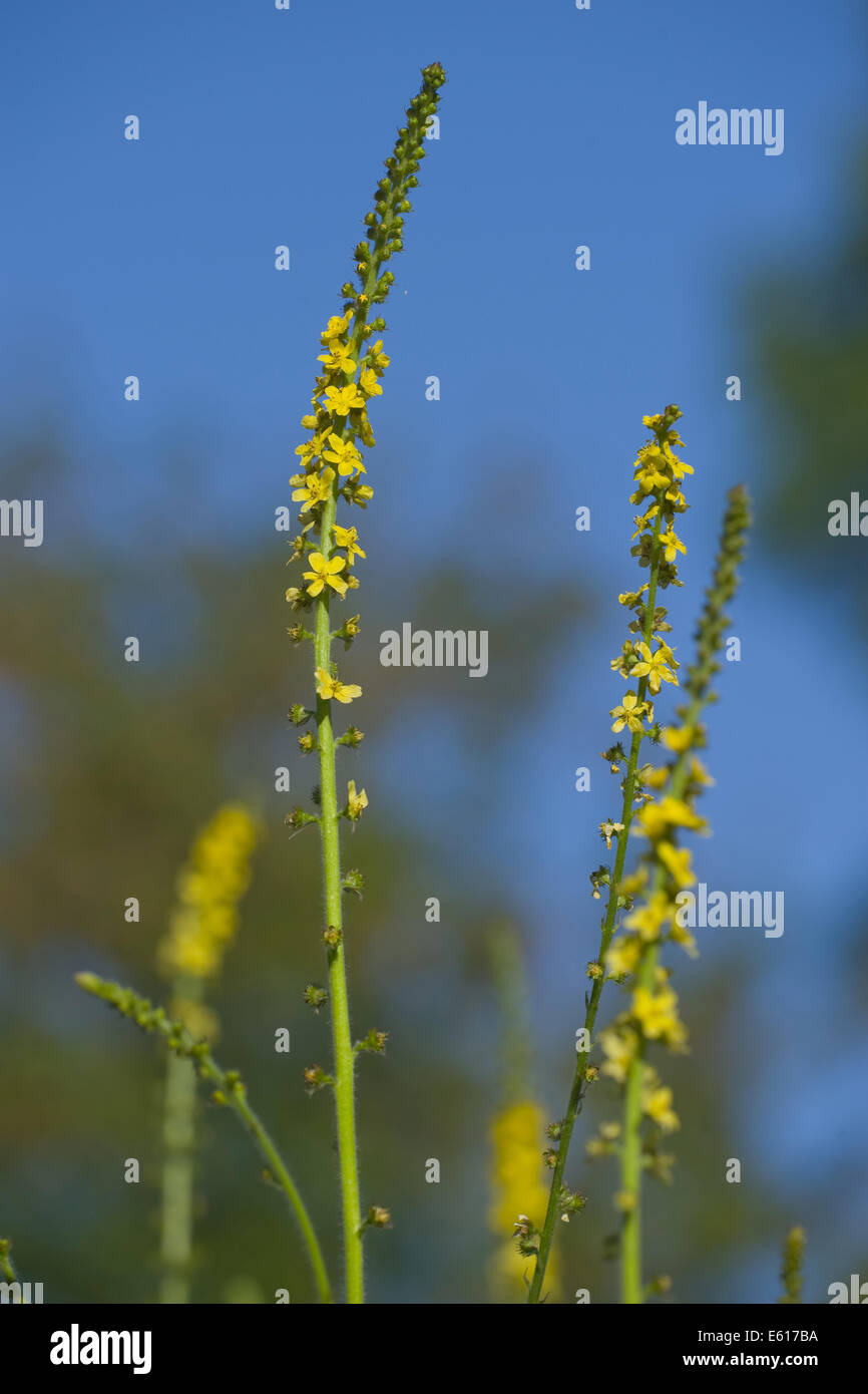 common agrimony, agrimonia eupatoria Stock Photo - Alamy