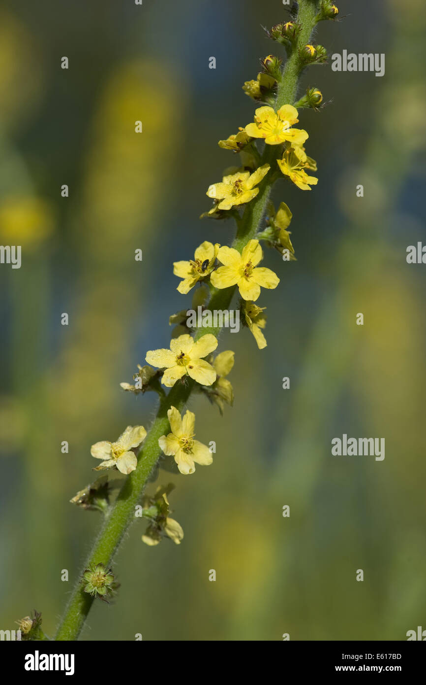 Common agrimony medicinal plant flower hi-res stock photography and ...