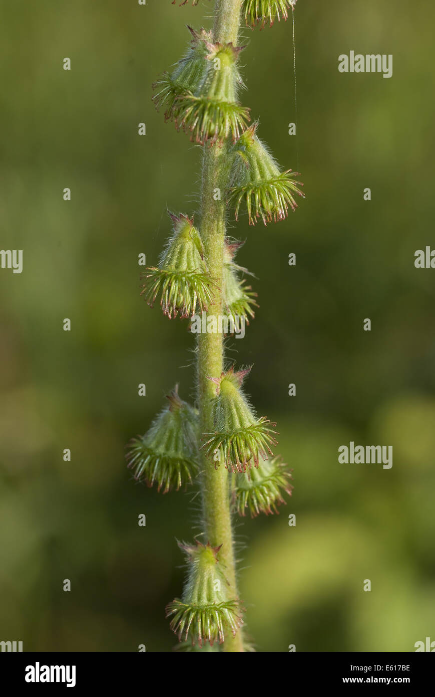 common agrimony, agrimonia eupatoria Stock Photo - Alamy