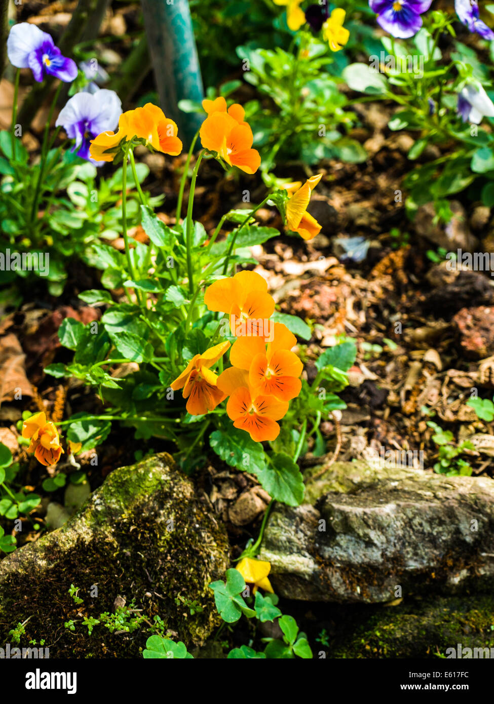 Orange geranium hi-res stock photography and images - Alamy