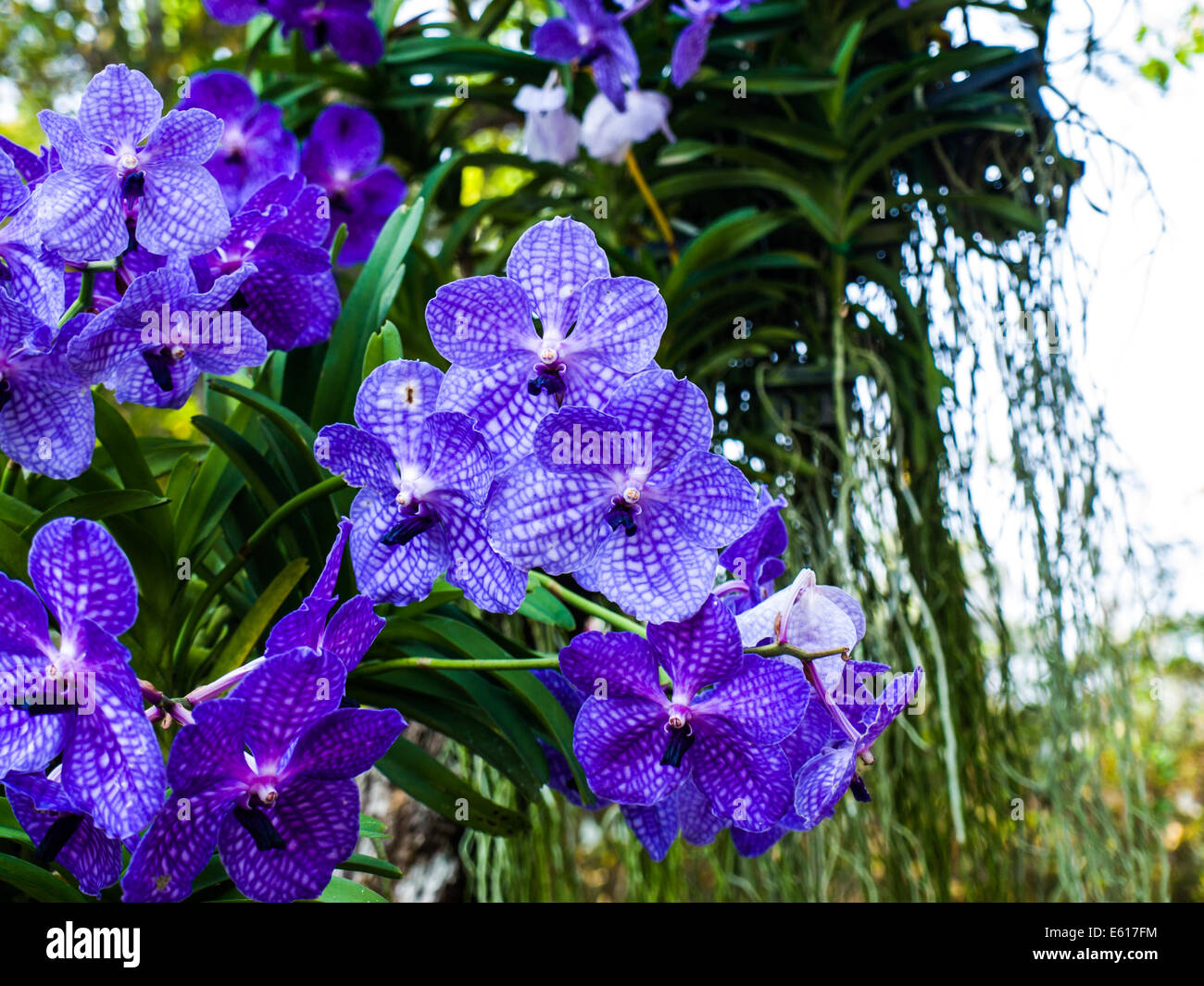 purple vanda orchids in nature from Thailand Stock Photo - Alamy