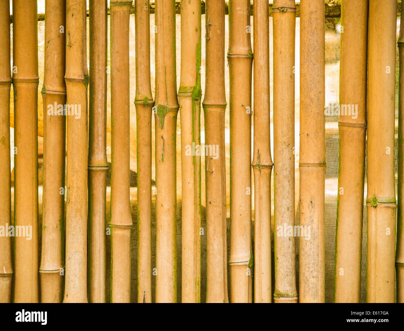bamboo fence background Stock Photo - Alamy