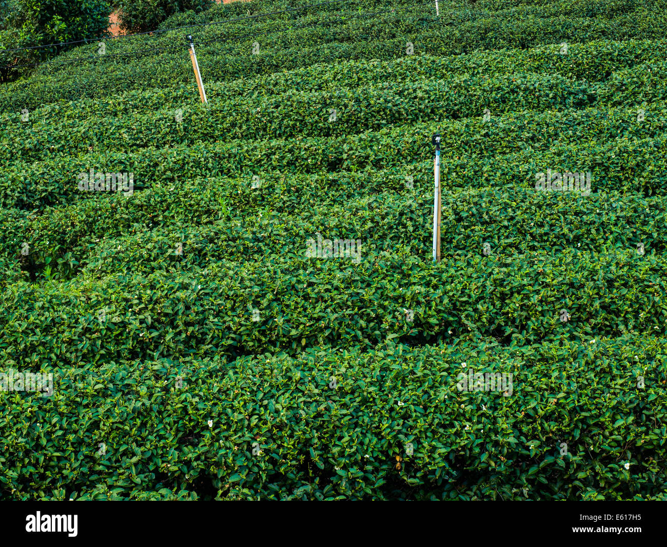 tea plantation in a row in Chiang rai, Thailand Stock Photo - Alamy