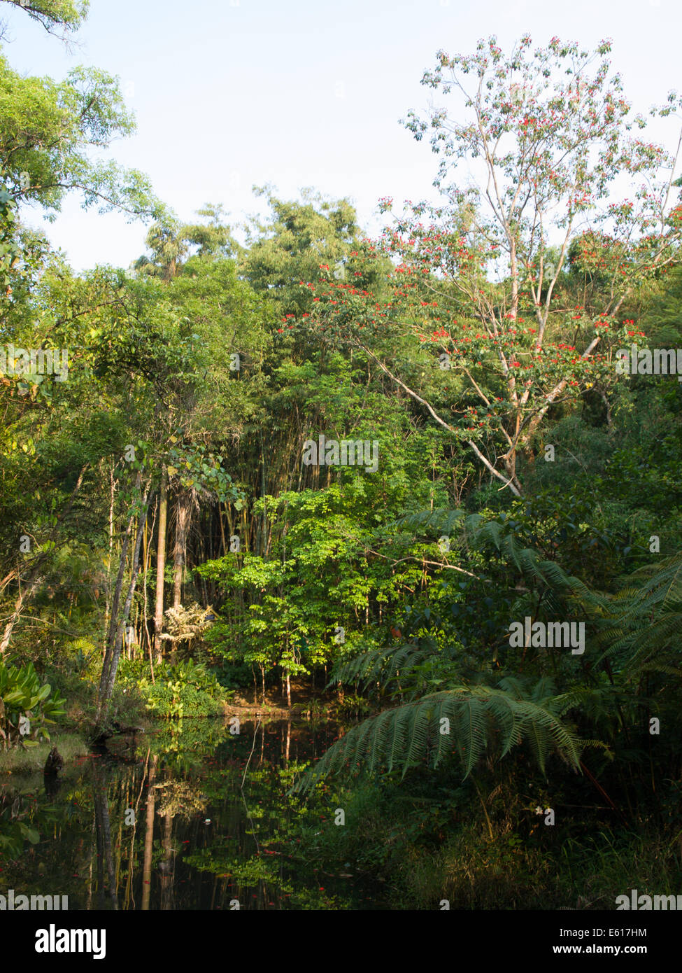 Tropical swamp hi-res stock photography and images - Alamy
