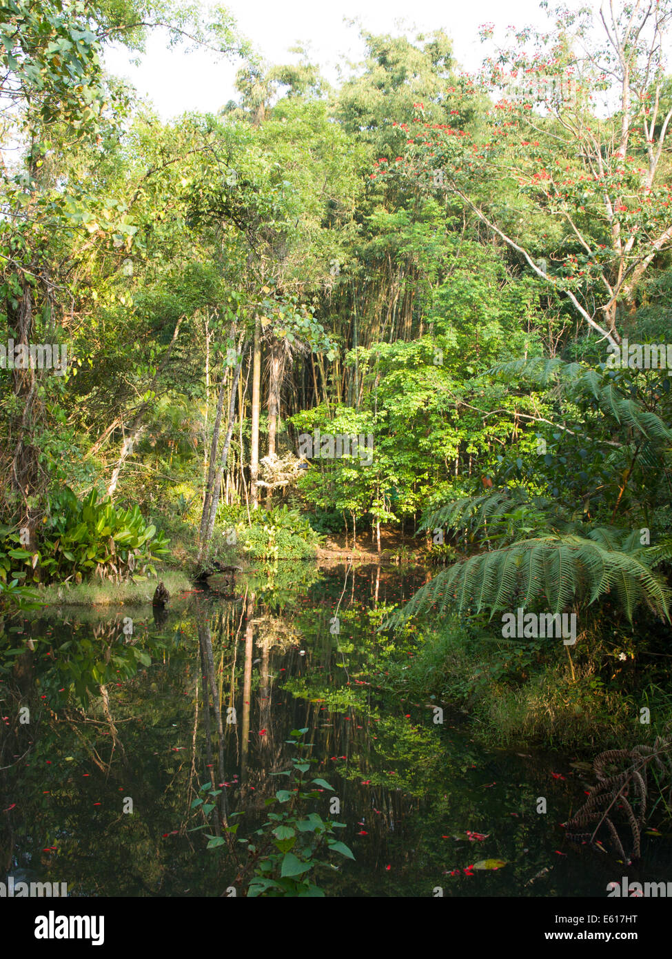 Tropical swamp in Chang hill, Chiang Rai, Thailand Stock Photo - Alamy
