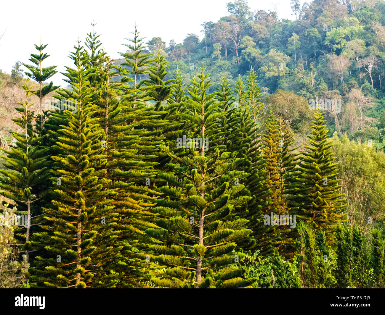 Cedar trees forest in Chang hill, Chiang Rai, Thailand Stock Photo - Alamy