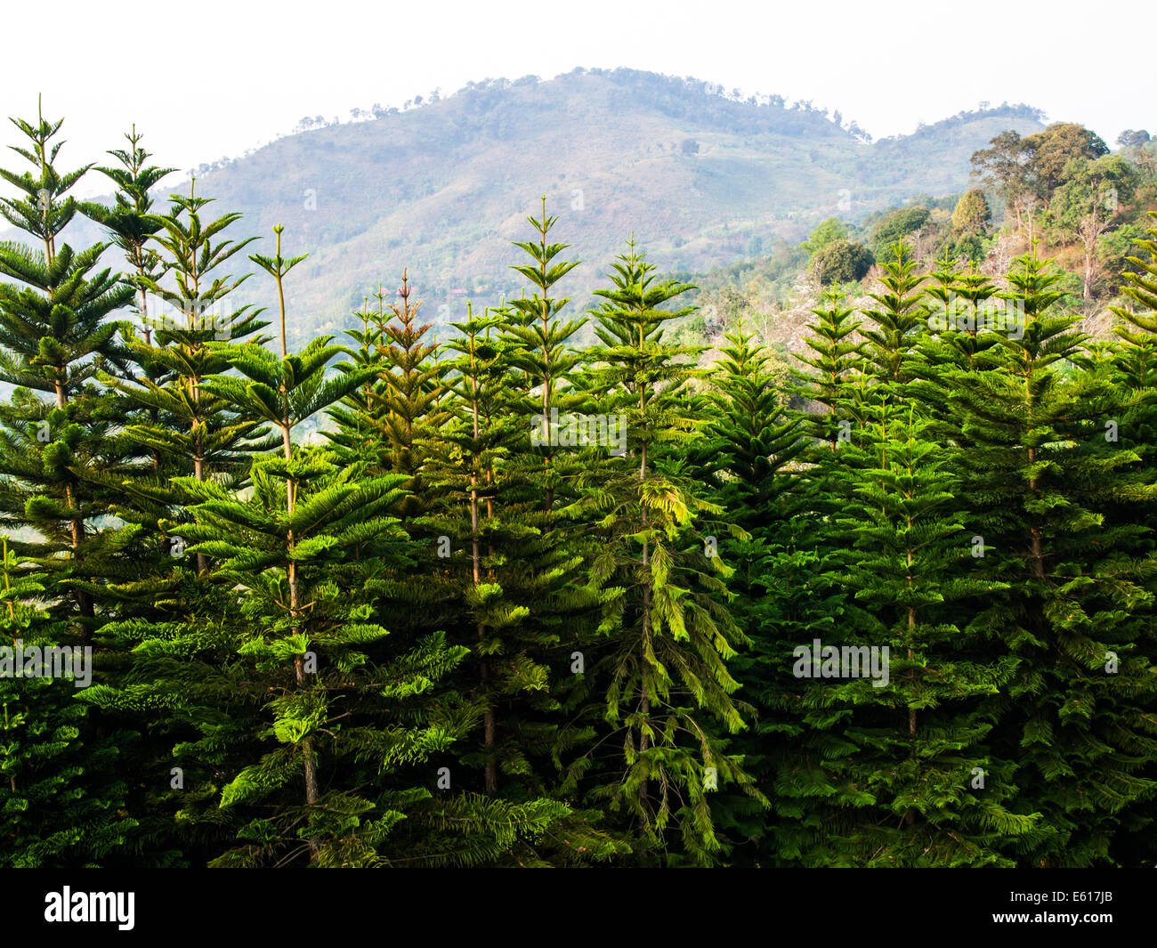 Cedar trees forest in Chang hill, Chiang Rai, Thailand Stock Photo - Alamy