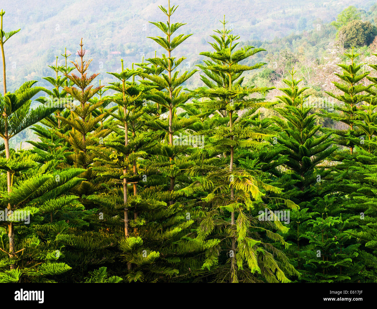 Cedar trees forest in Chang hill, Chiang Rai, Thailand Stock Photo - Alamy