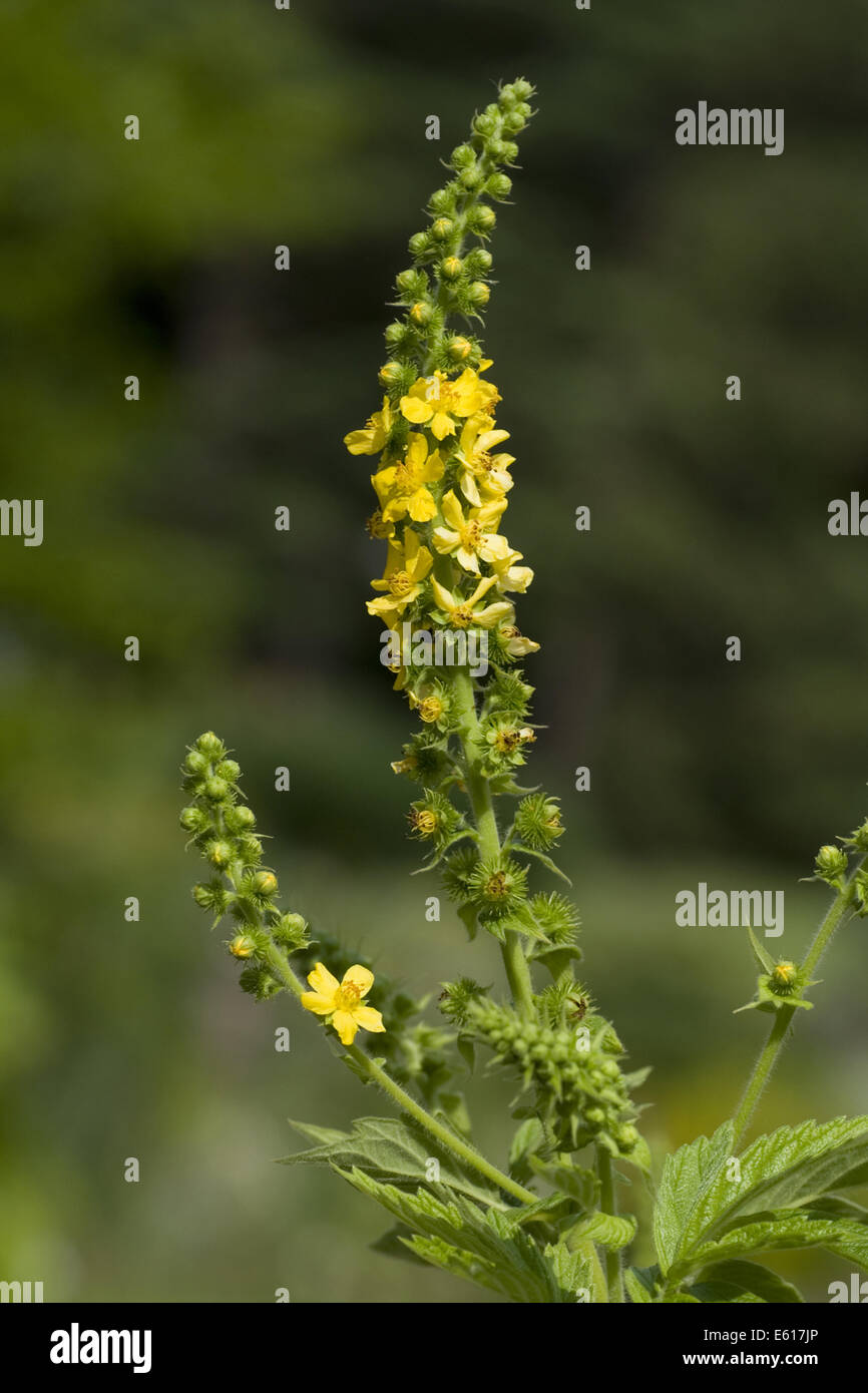 Agrimony agrimonia repens hi-res stock photography and images - Alamy