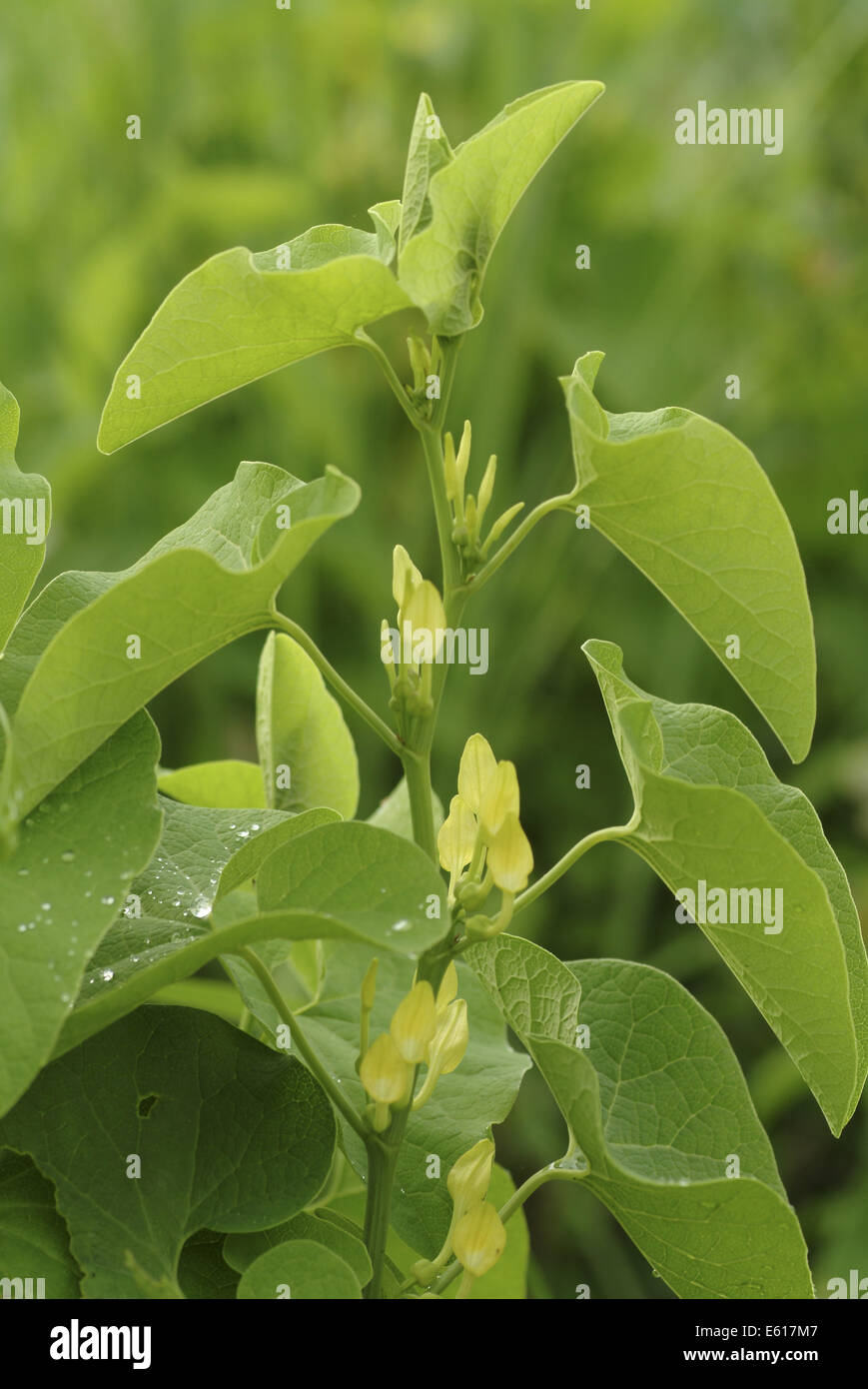 Birthwort hi-res stock photography and images - Alamy