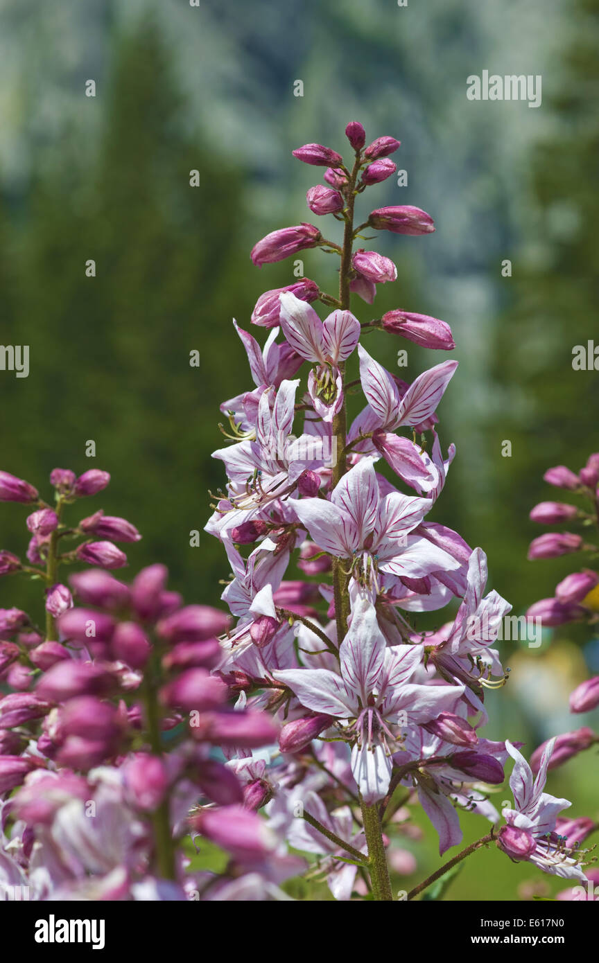 burning bush, dictamnus albus Stock Photo - Alamy