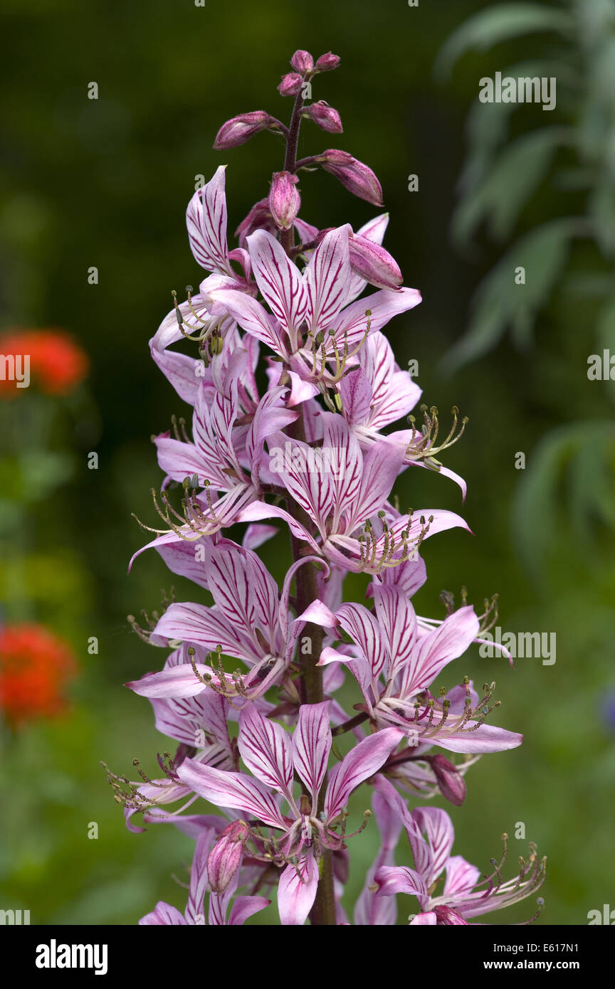 burning bush, dictamnus albus Stock Photo - Alamy