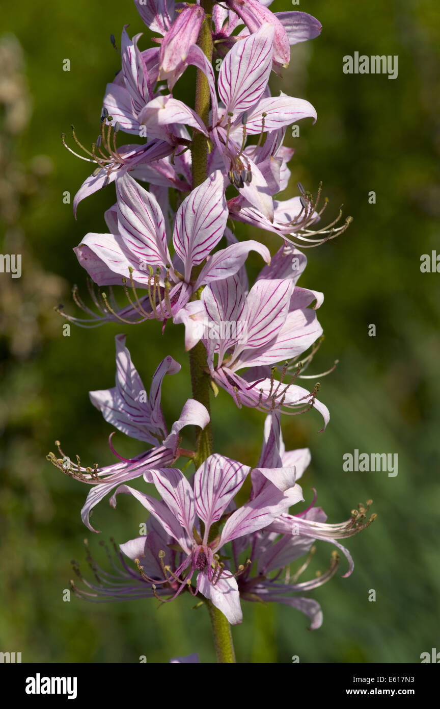 burning bush, dictamnus albus Stock Photo - Alamy