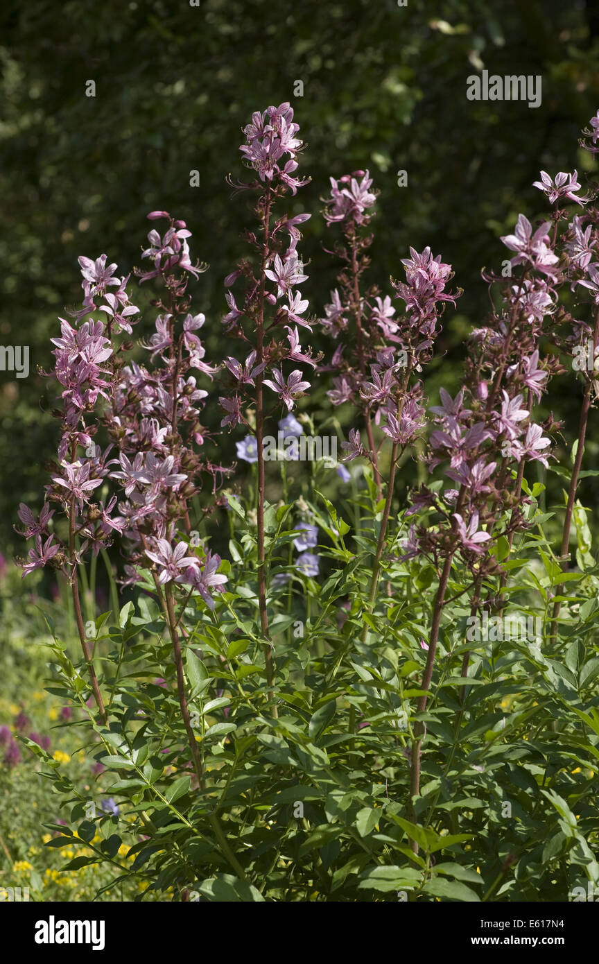 burning bush, dictamnus albus Stock Photo - Alamy