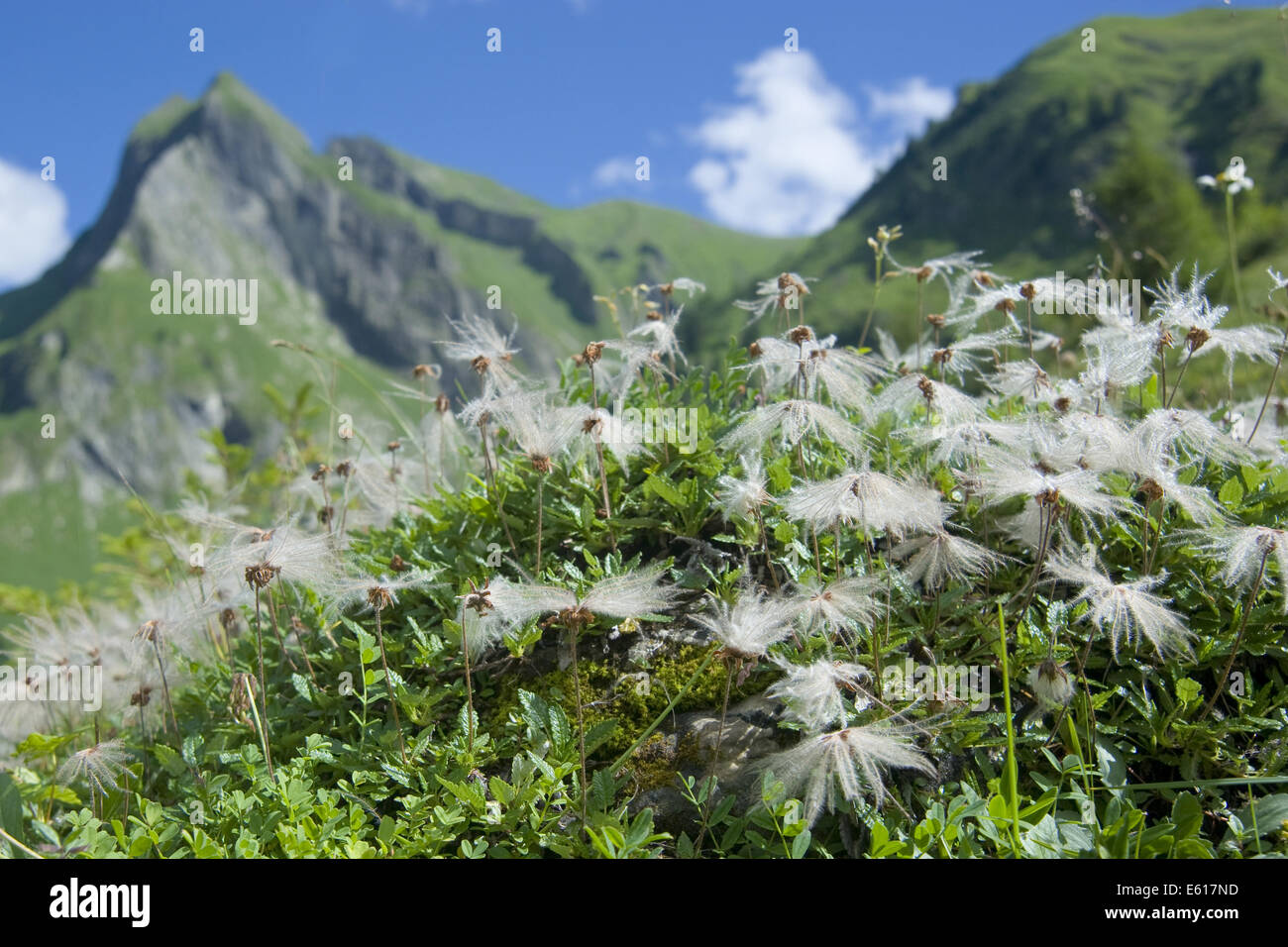 mountain avens, dryas octopetala Stock Photo - Alamy