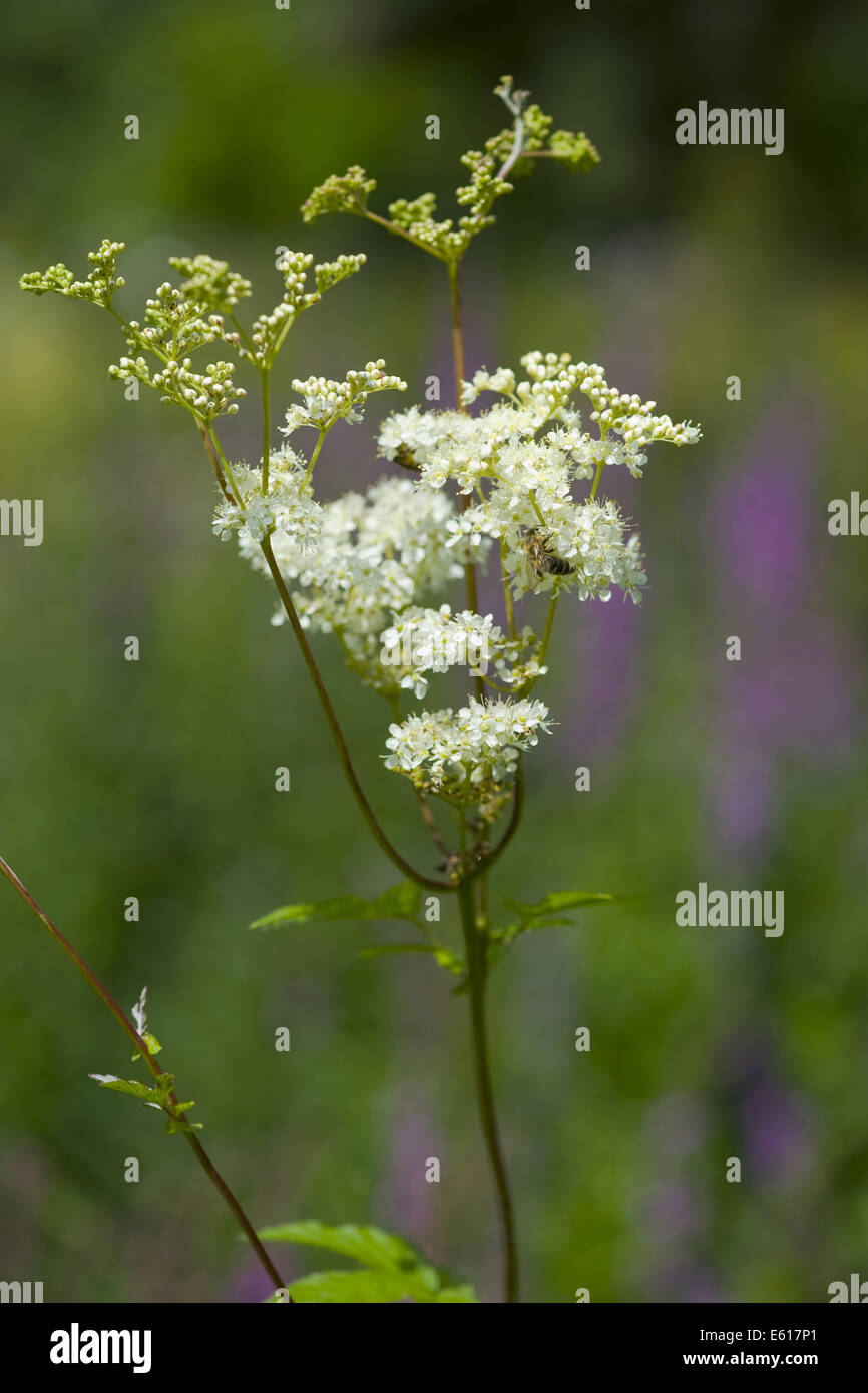 meadowsweet, filipendula ulmaria Stock Photo - Alamy