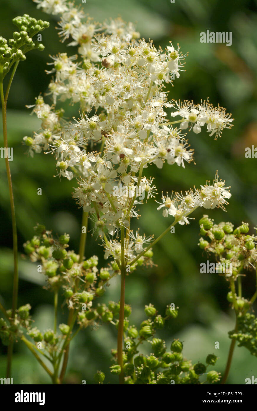 meadowsweet, filipendula ulmaria Stock Photo - Alamy