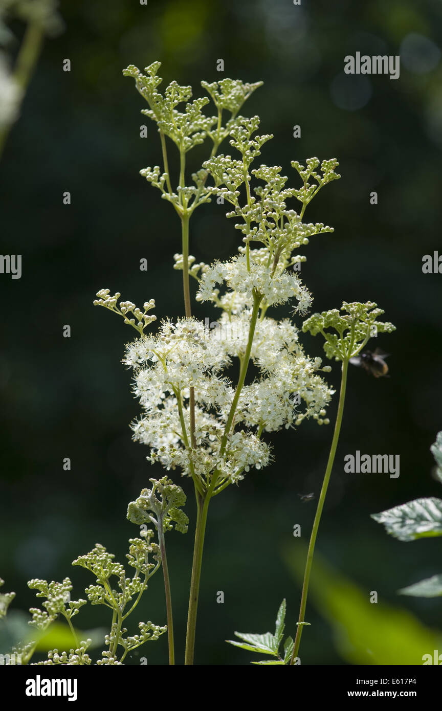 meadowsweet, filipendula ulmaria Stock Photo - Alamy