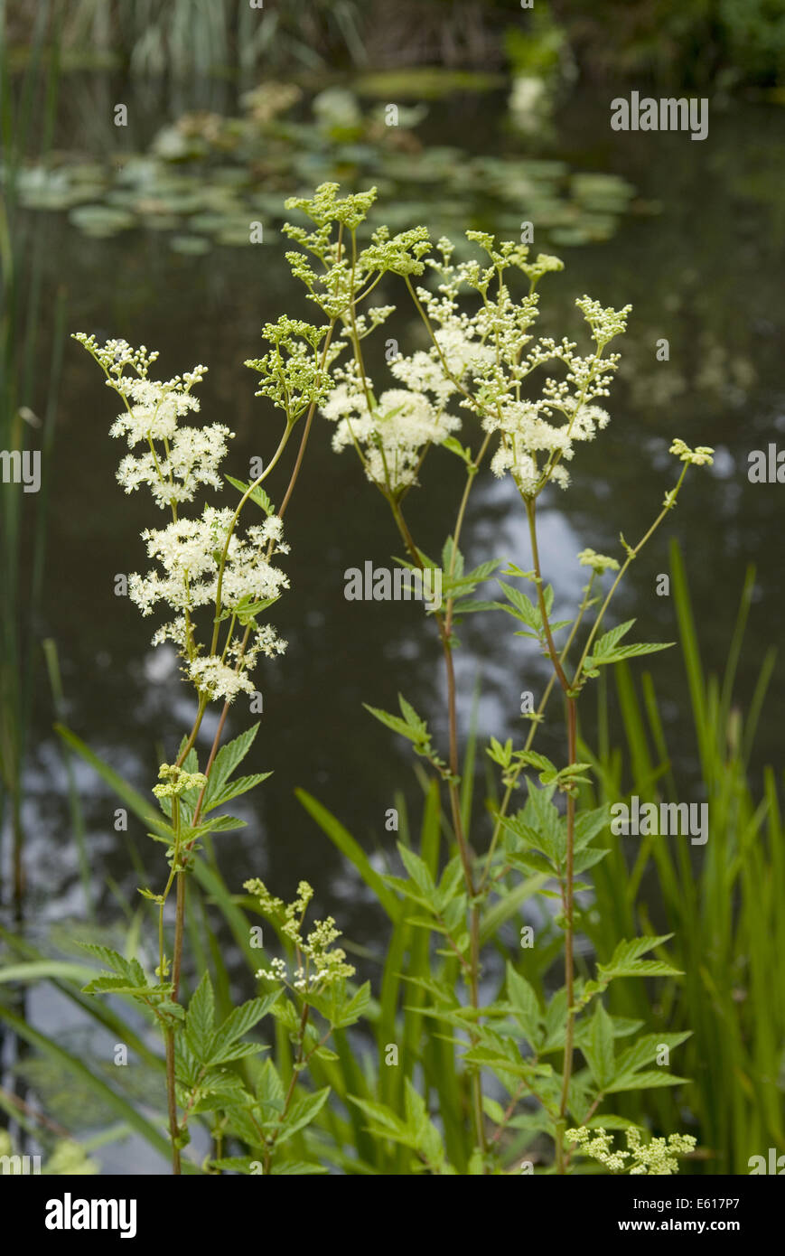 meadowsweet, filipendula ulmaria Stock Photo - Alamy