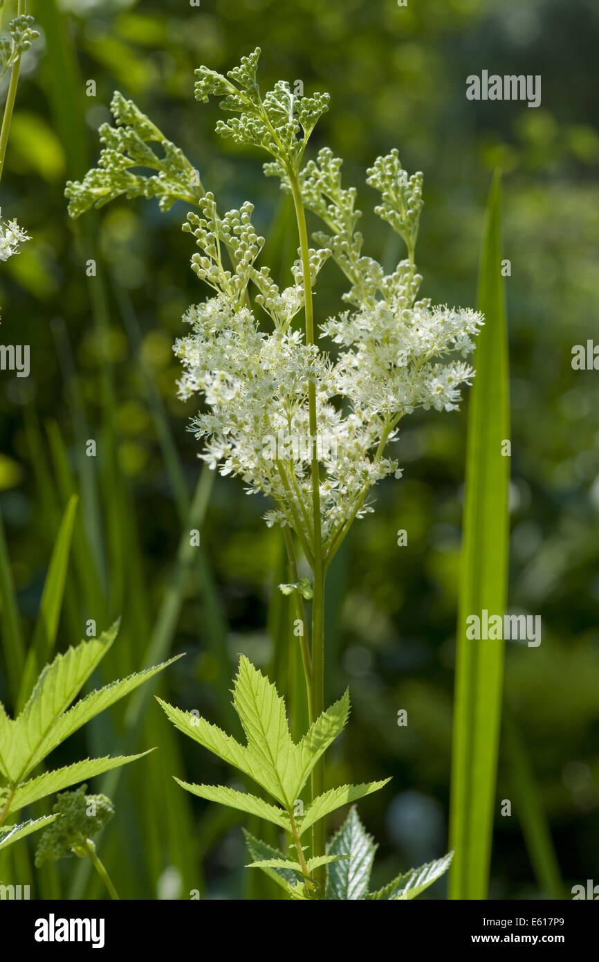 meadowsweet, filipendula ulmaria Stock Photo - Alamy