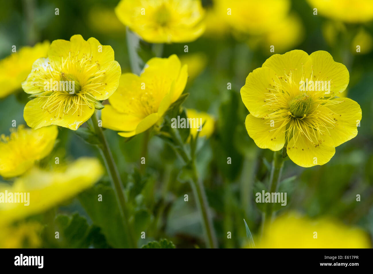 alpine avens, geum montanum Stock Photo - Alamy