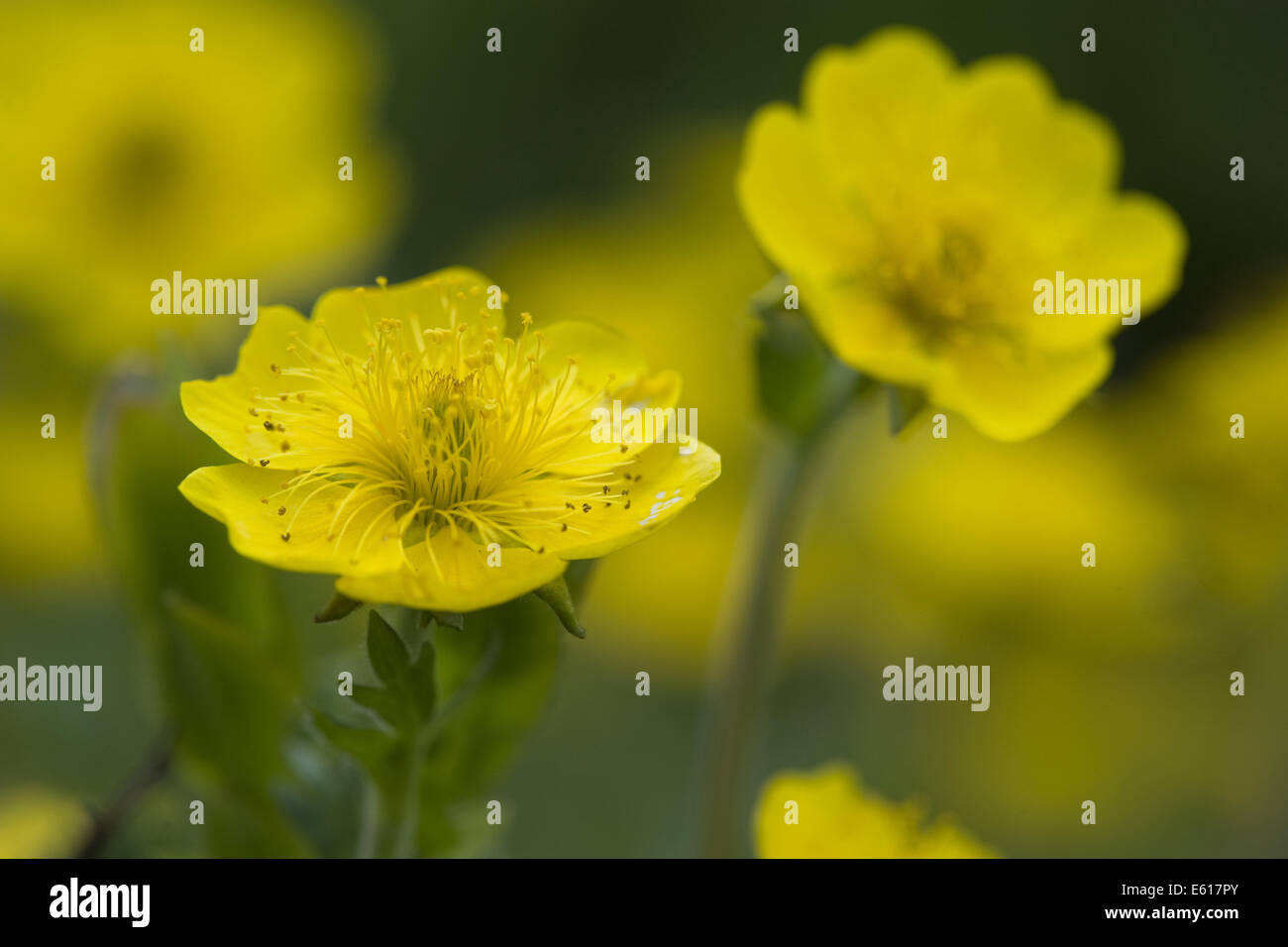 alpine avens, geum montanum Stock Photo - Alamy