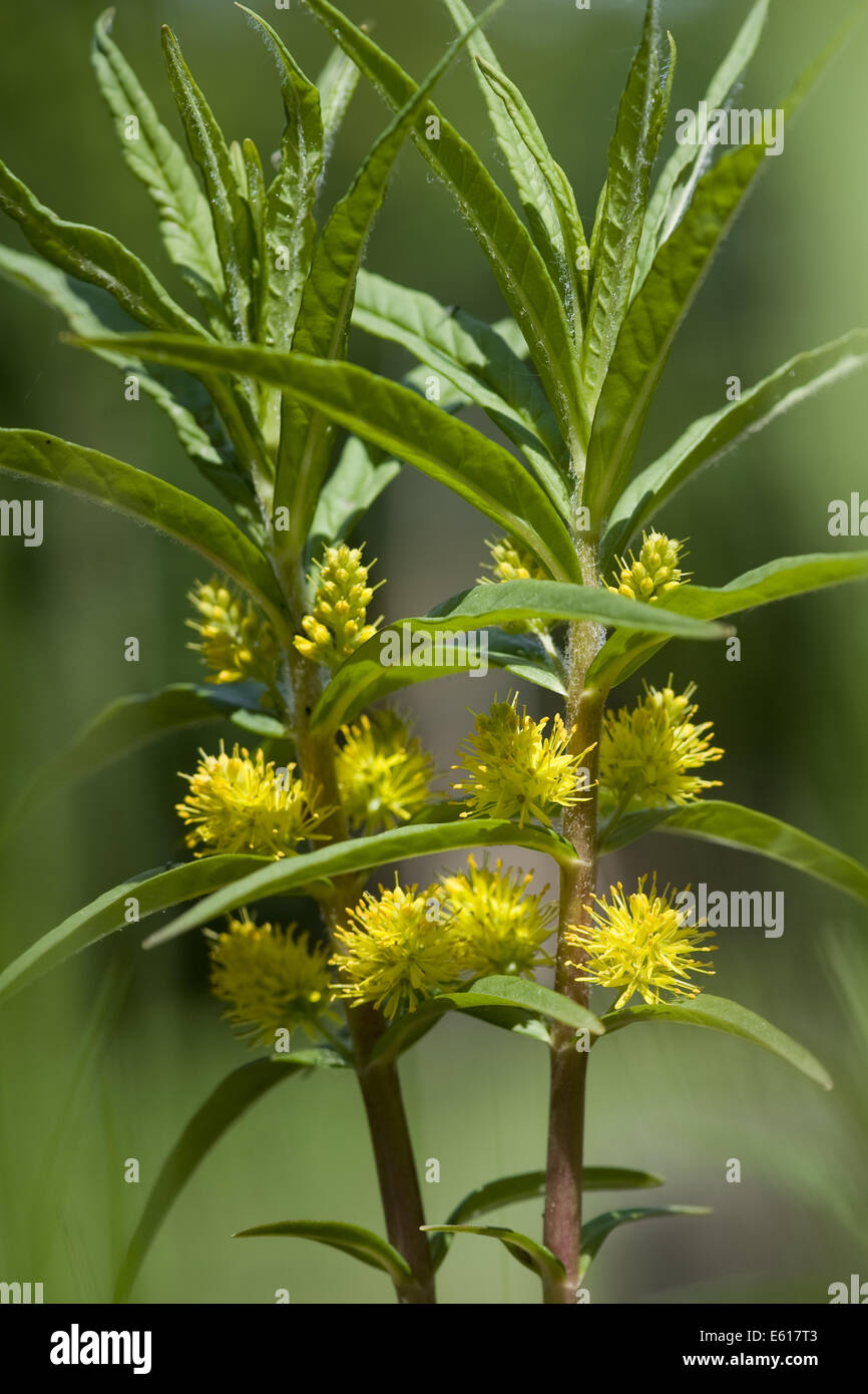 Tufted Loosestrife