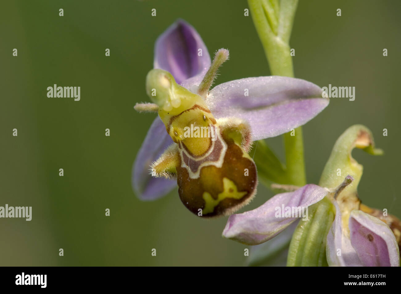 bee orchid, ophrys apifera Stock Photo - Alamy