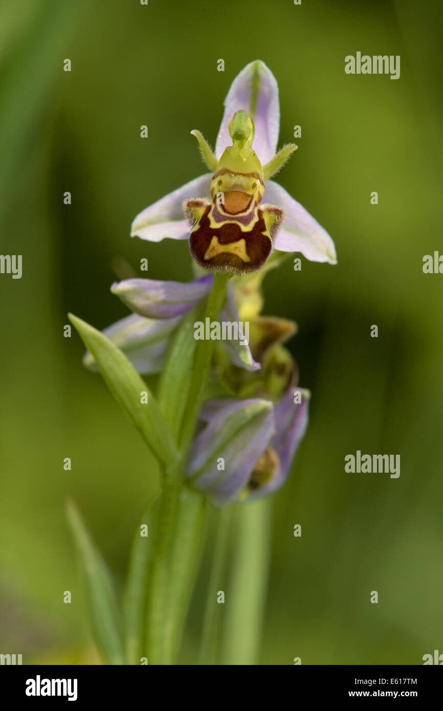 bee orchid, ophrys apifera Stock Photo - Alamy