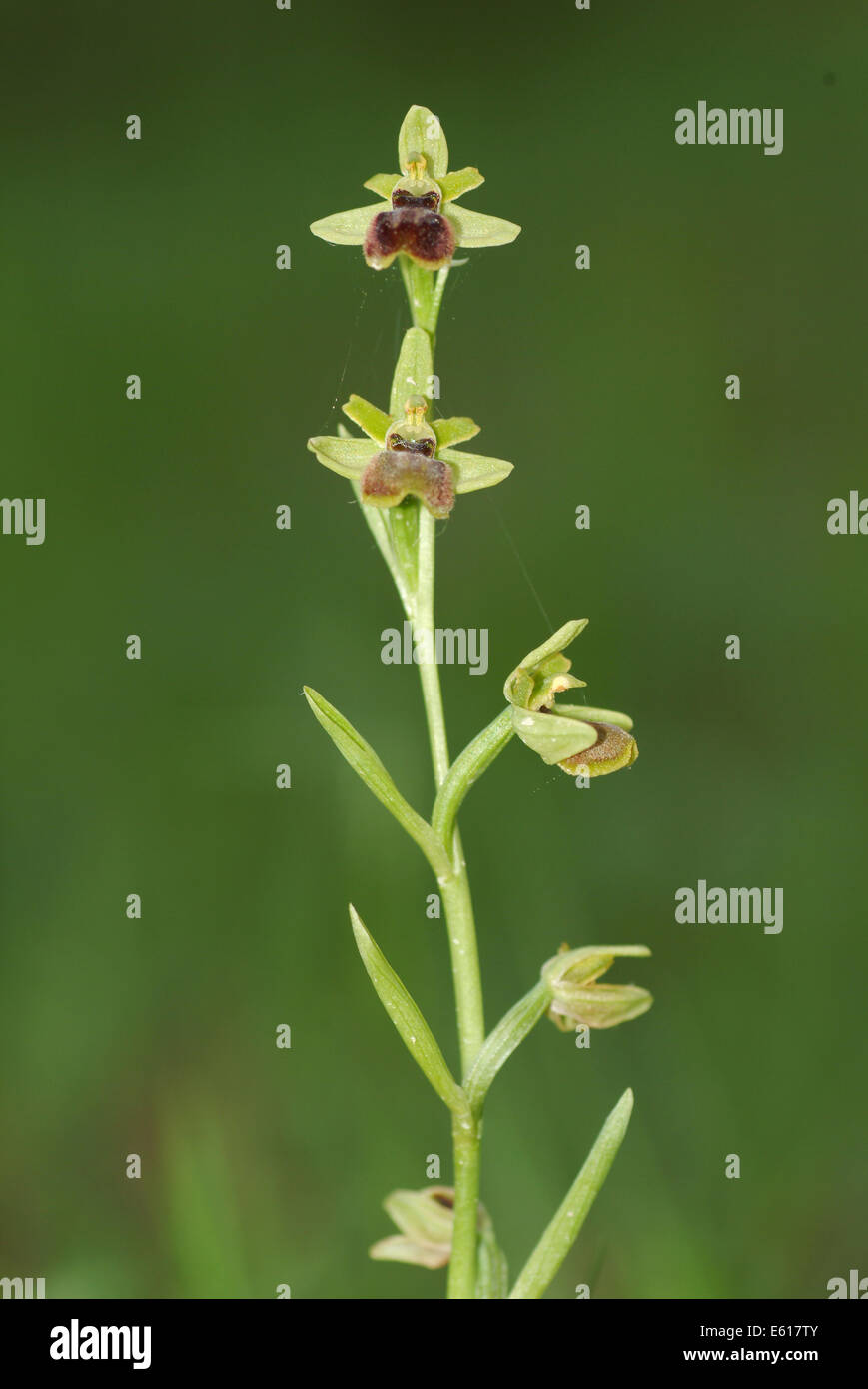 Weed orchids hi-res stock photography and images - Alamy