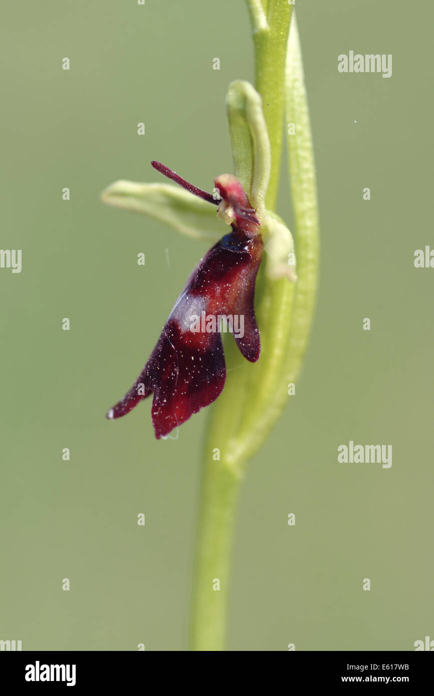 Fly orchid, ophrys insectifera Stock Photo - Alamy