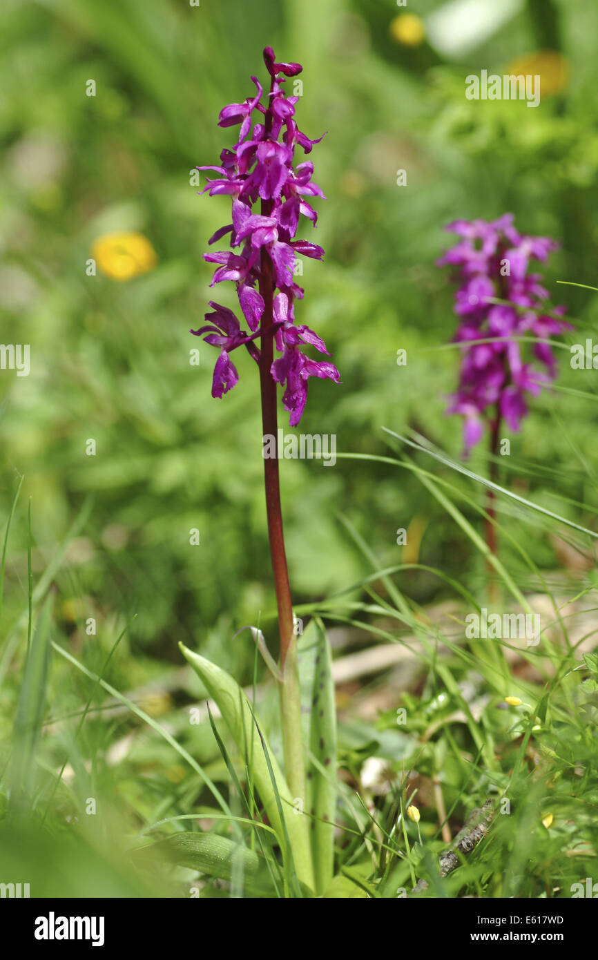 early purple orchid, orchis mascula Stock Photo - Alamy