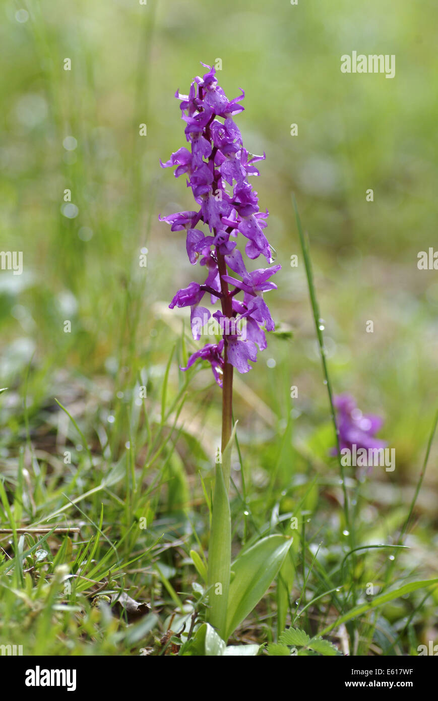 Mascula hi-res stock photography and images - Alamy