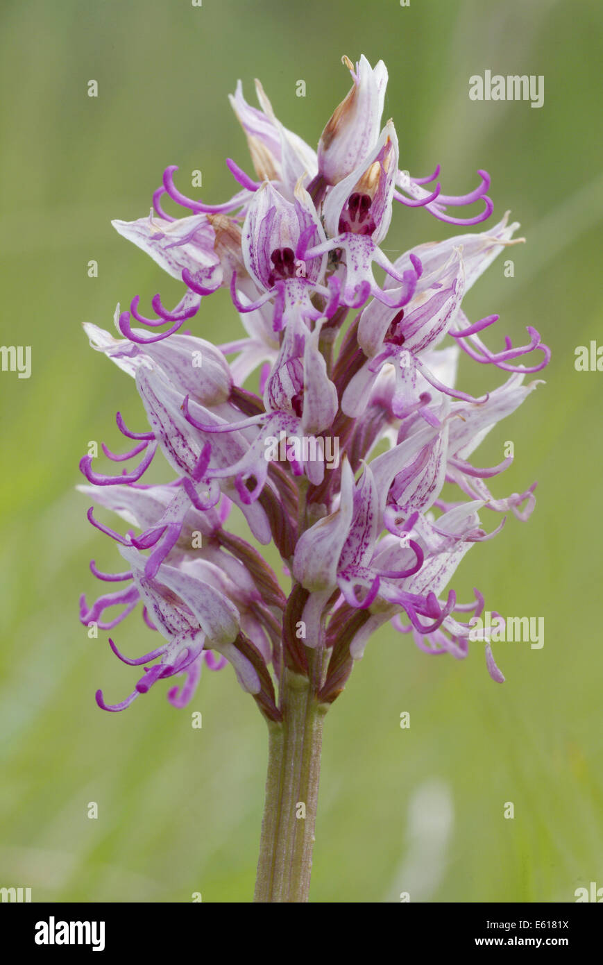 monkey orchid, orchis simia Stock Photo - Alamy