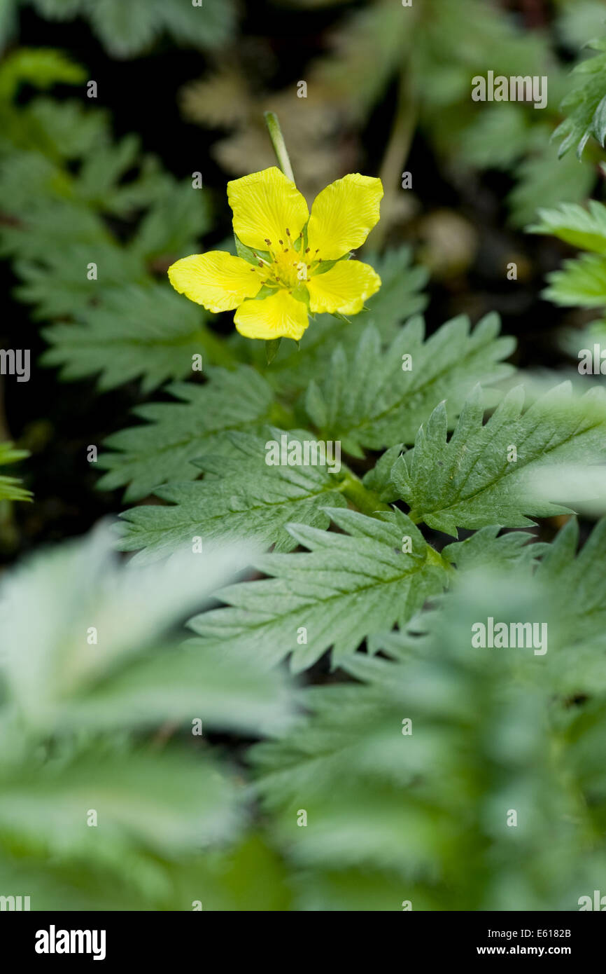 common silverweed, potentilla anserina Stock Photo - Alamy