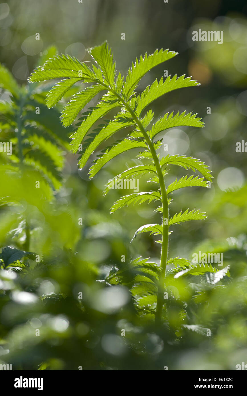 Silverweed High Resolution Stock Photography and Images - Alamy